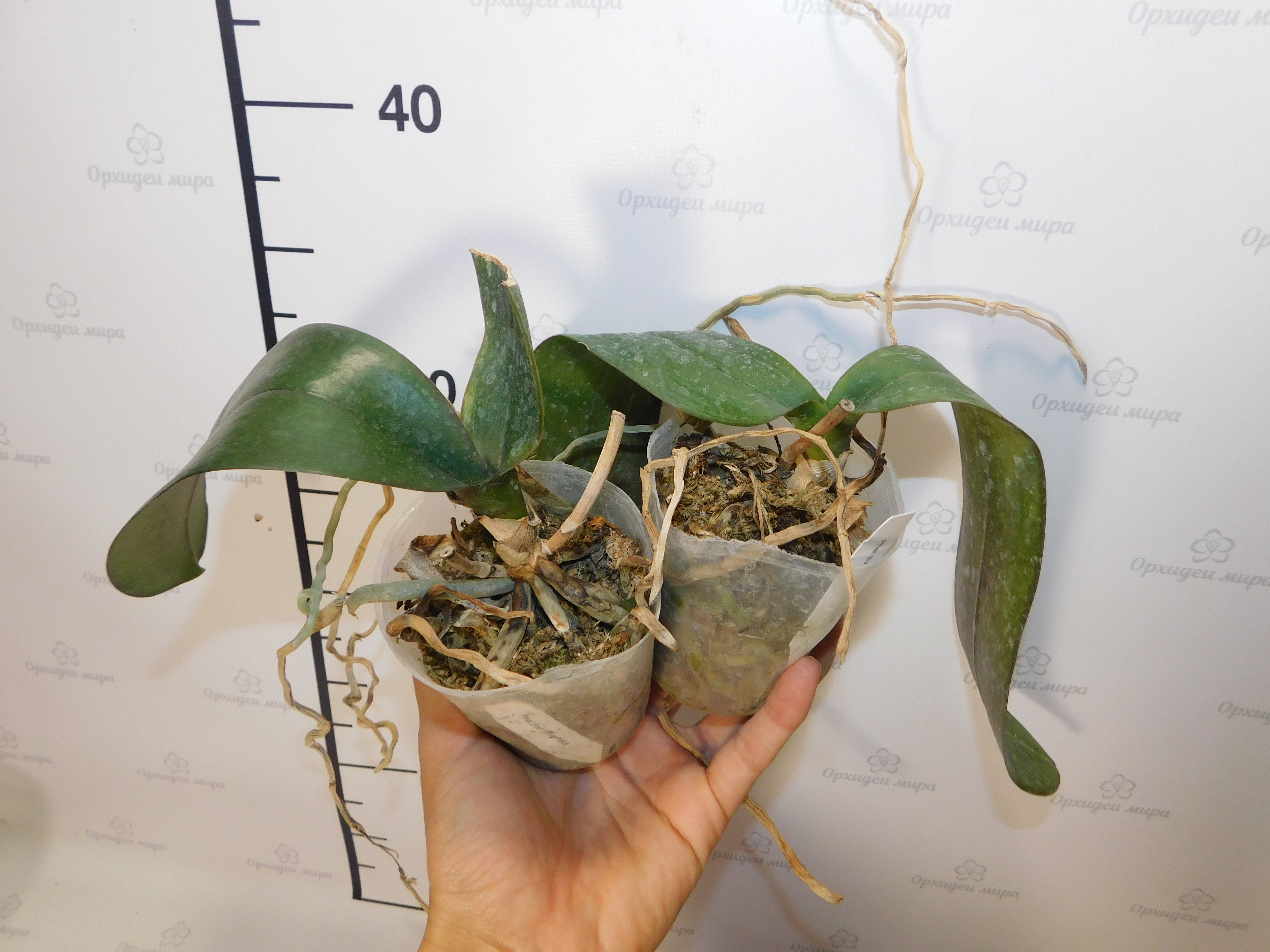 Орхидея Phal. Ever Spring Prince уценка - купить, доставка Украина