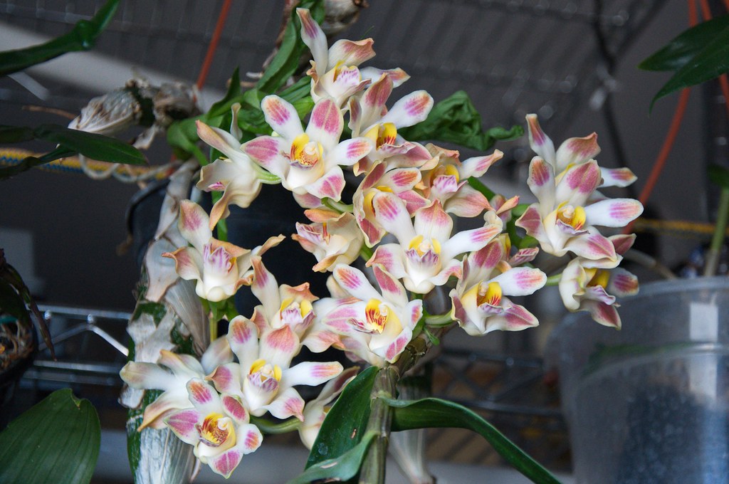 Орхидея Chysis Sedenii - купить, доставка Украина