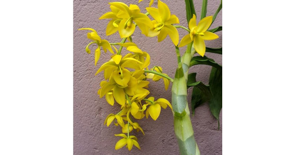 Орхидея Cycd. Jumbo Diamond - купить, доставка Украина