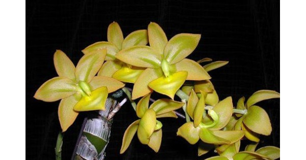 Орхидея Cycd. Jumbo Puff Jumbo Emperor - купить, доставка Украина