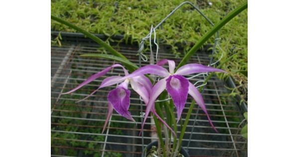 Орхидея B. Cucullata x L. Purpurata 1,7 - купить, доставка Украина