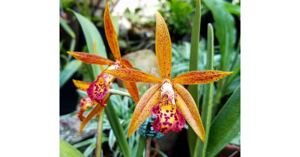 Орхiдея Bc. Rustic Spots - купити, доставка Україна