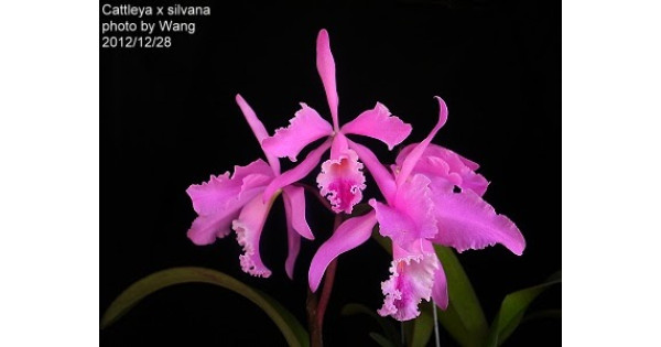 Орхидея Cattleya x Silvana - купить, доставка Украина