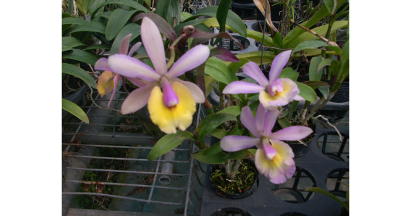 Орхiдея Epc. Rene Marques x B. Digbyana - купити, доставка Україна