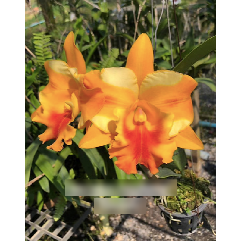 Орхидея Rlc. Miss Thailand Mariya - купить, доставка Украина