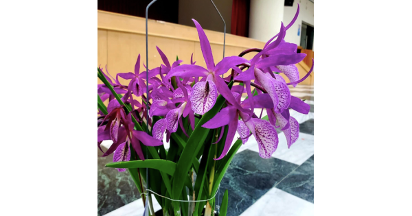 Орхидея Blc. Yuan Dung Red Star - купить, доставка Украина