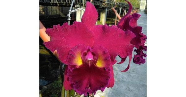 Орхiдея Rlc. Caotun Beauty - купити, доставка Україна