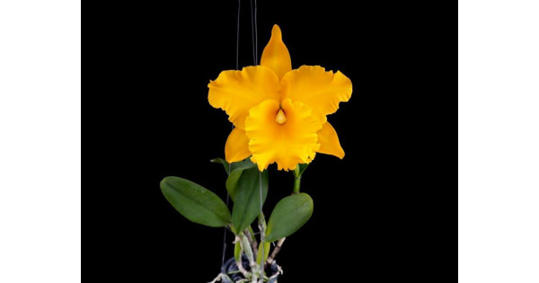 Орхидея Rlc. Golden Diamond - купить, доставка Украина