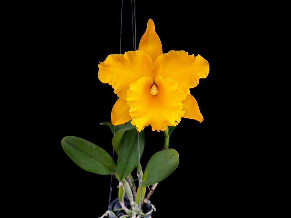 Орхидея Rlc. Golden Diamond - купить, доставка Украина