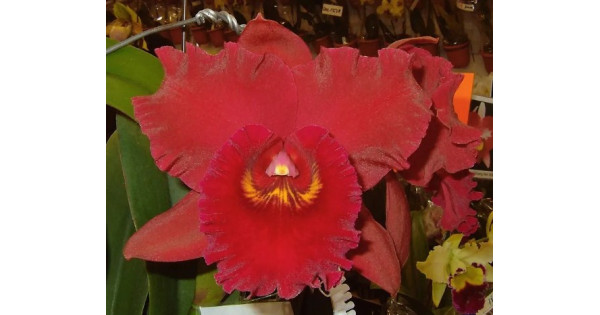 Орхидея Rlc. Hey Song Tian-Mu - купить, доставка Украина