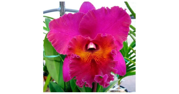 Орхидея Rlc. Jeremy Island - купить, доставка Украина