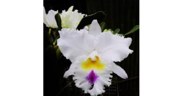 Орхидея Rlc. Liou Hope - купить, доставка Украина