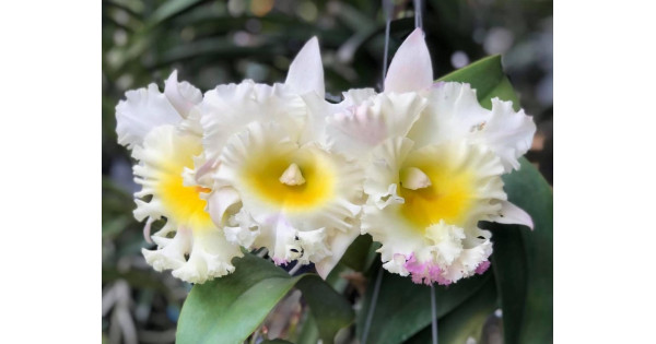 Орхидея Rlc. Siam White The Best - купить, доставка Украина