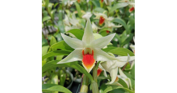 Орхидея Den. Jiaho Delight - купить, доставка Украина