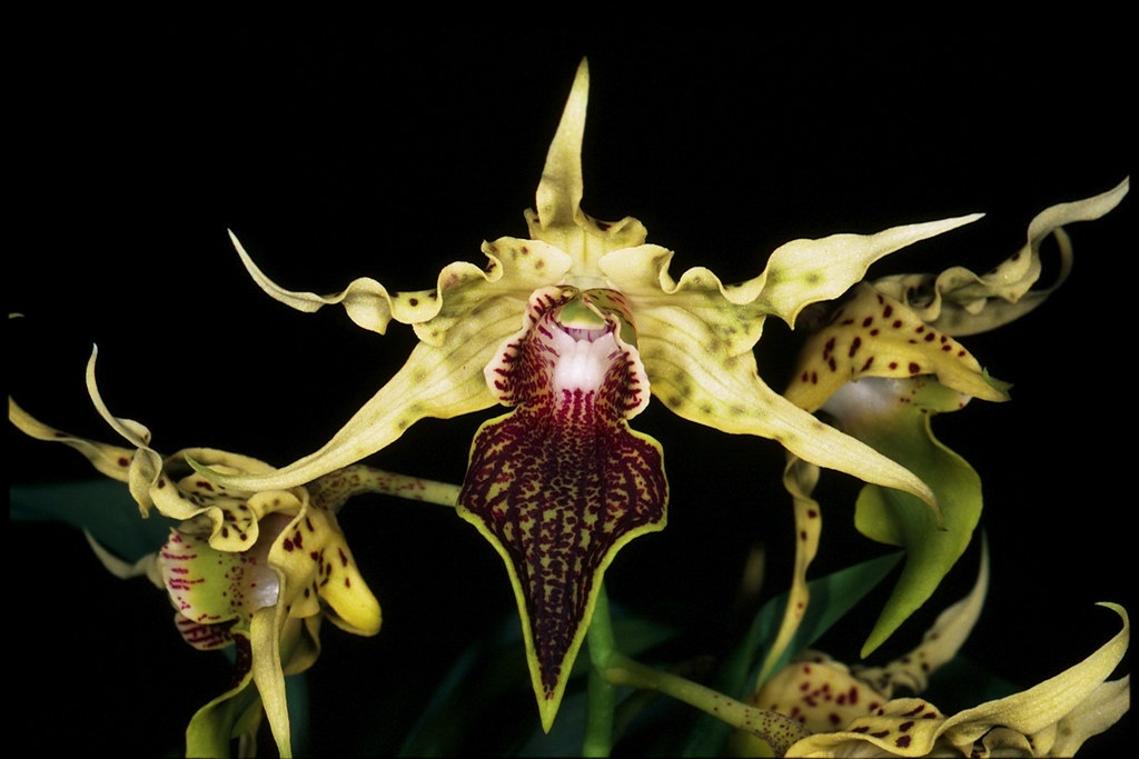 Орхидея Den. Alexandrae - купить, доставка Украина