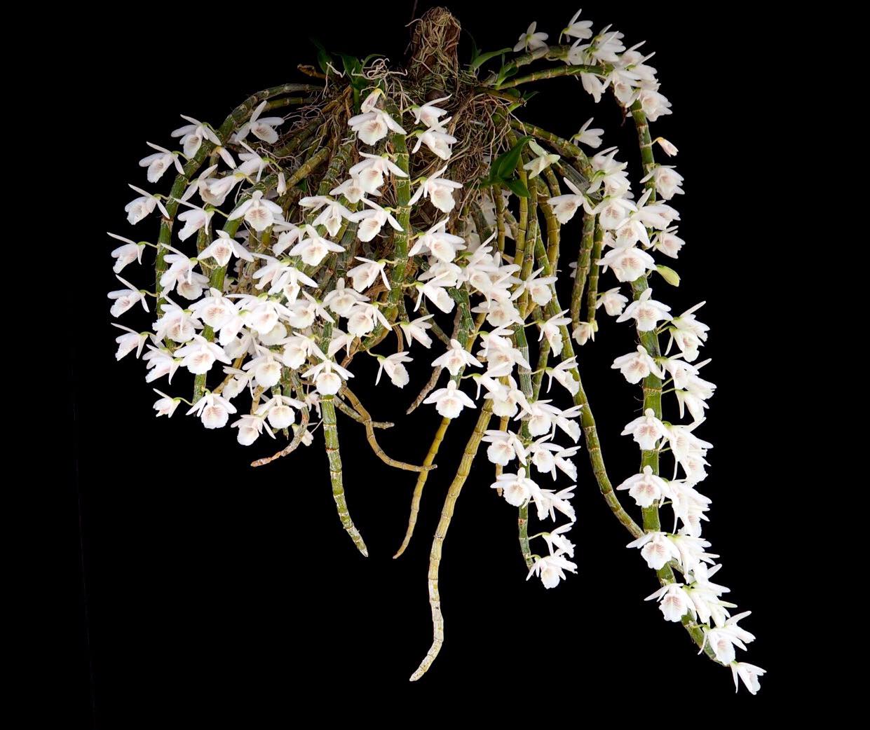Орхидея Den. Primulinum alba - купить, доставка Украина