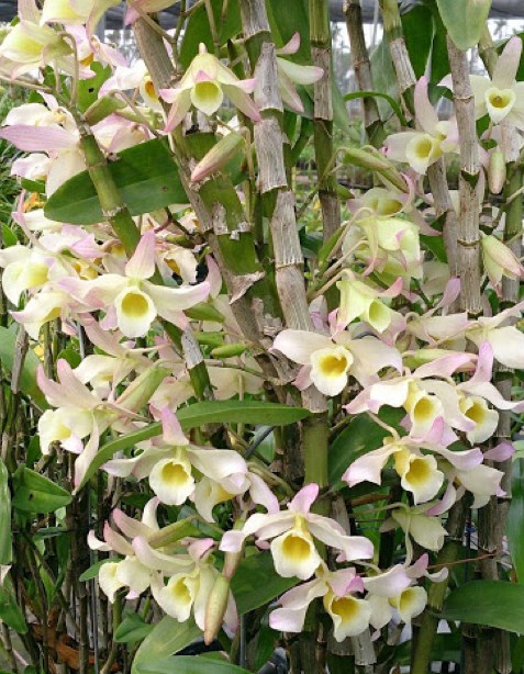 Орхидея Den. Signature - купить, доставка Украина