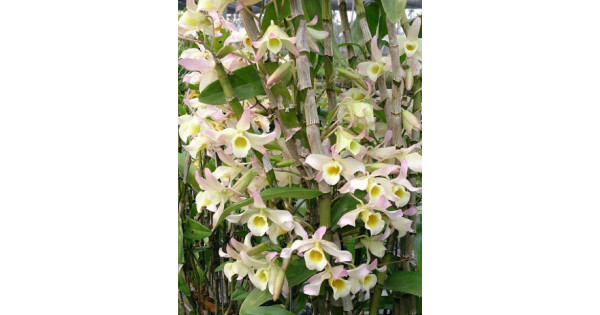 Орхидея Den. Signature - купить, доставка Украина