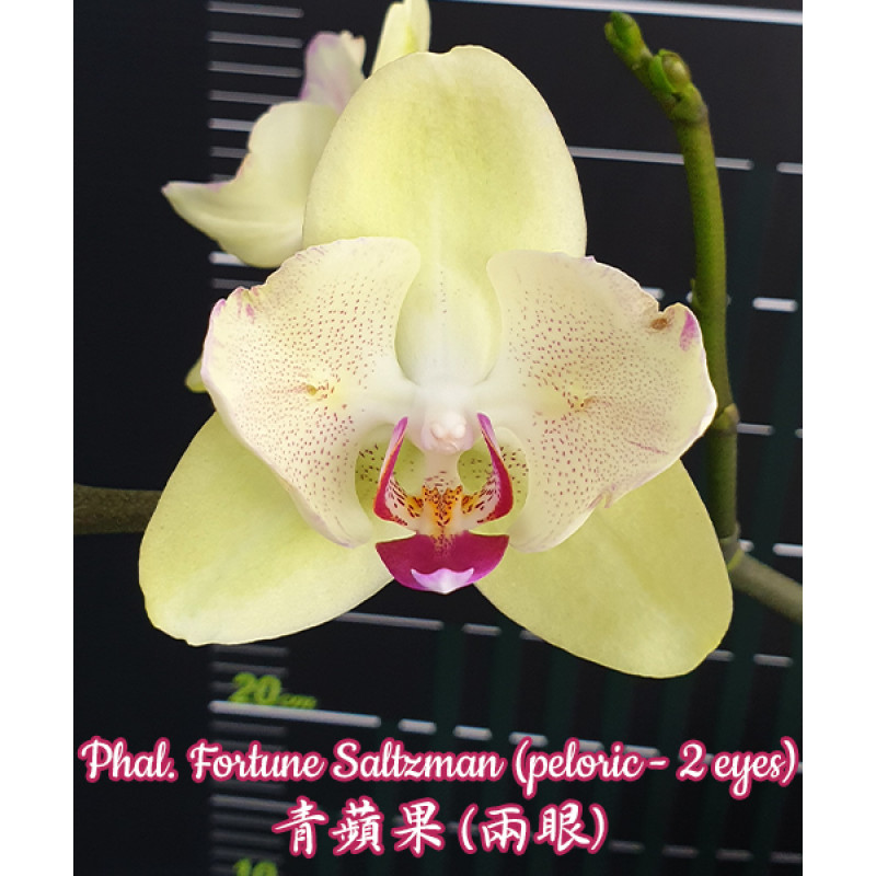 Орхiдея Phal. Fortune Saltzman метелик - купити, доставка Україна