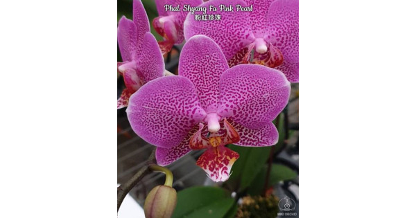 Орхидея Phal. Shyang Fa Pink Pearl уценка - купить, доставка Украина