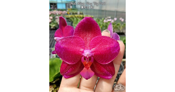 Орхидея Phal. Mituo King Big Pink - купить, доставка Украина