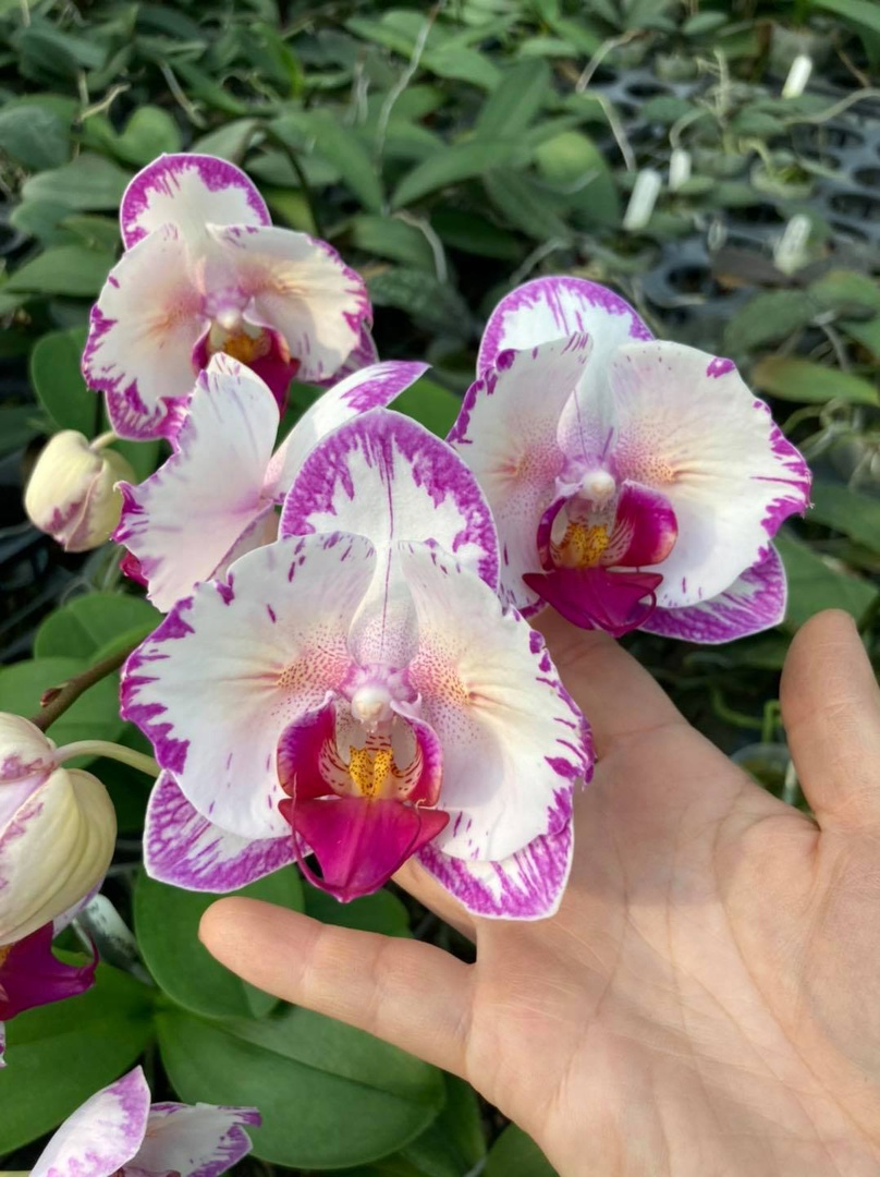 Орхидея Phal. Champion Lightning бабочка - купить, доставка Украина