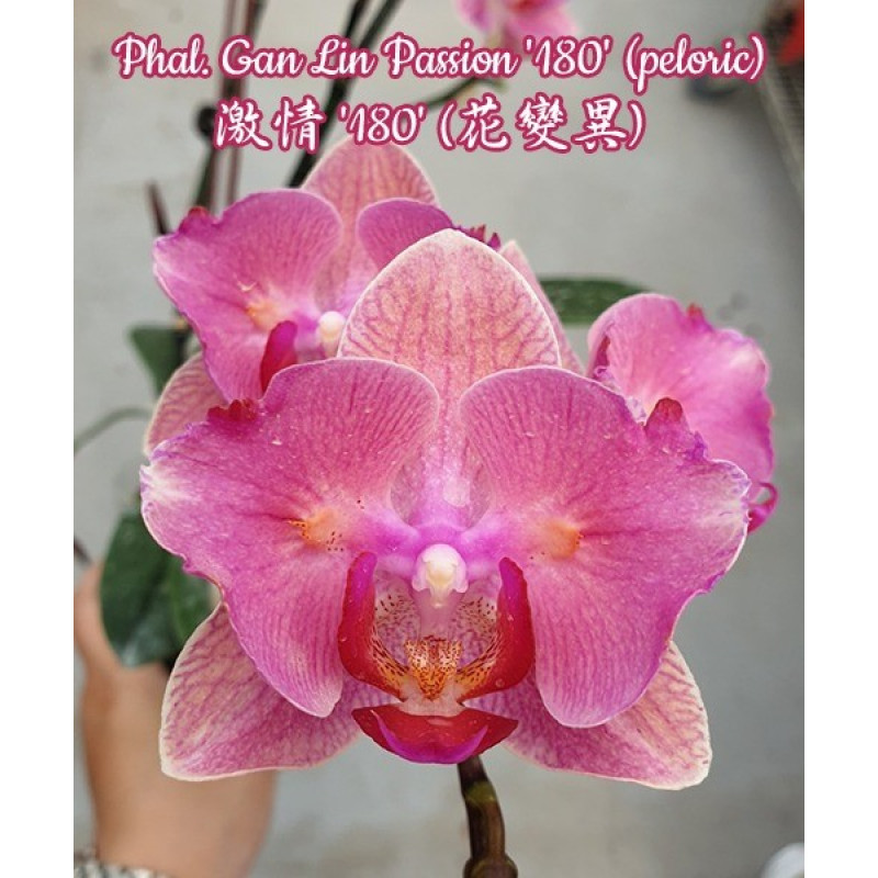 Орхiдея Phal. Gan Lin Passion 180 метелик - купити, доставка Україна
