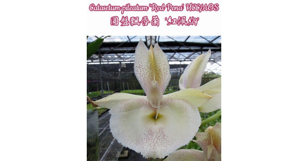 Орхидея Ctsm. Pileatum Red Pena - купить, доставка Украина