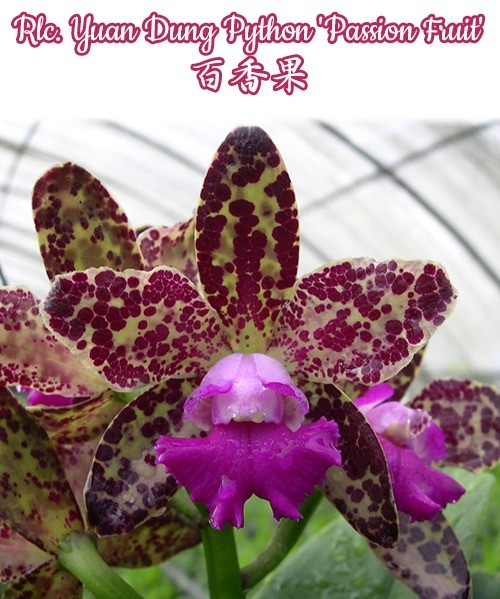 Орхидея Rlc. Yuan Dung Python Passion Fruit - купить, доставка Украина