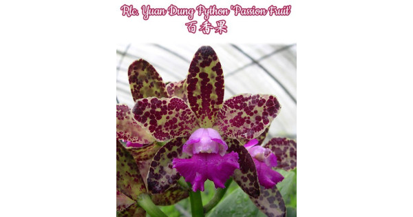 Орхидея Rlc. Yuan Dung Python Passion Fruit - купить, доставка Украина