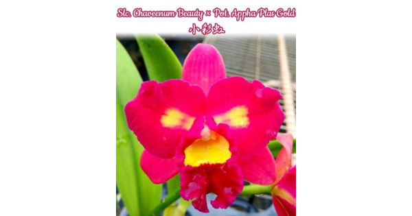 Орхiдея Slc. Chaveenum Beauty × Pot. Appha Plas Gold - купити, доставка ...