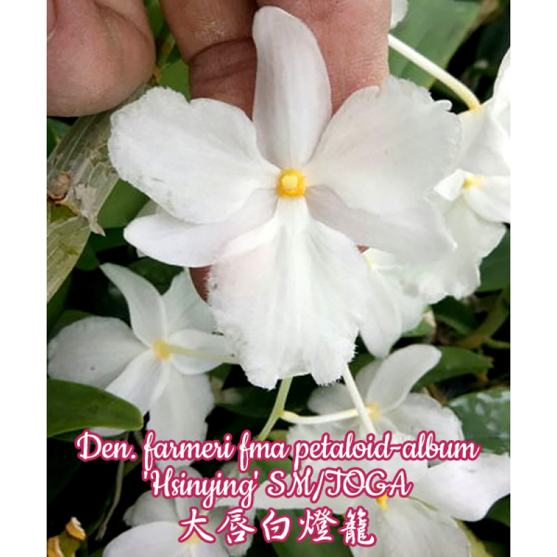Орхидея Den. Farmeri Fma Petaloid-Album Hsinying - купить, доставка Украина