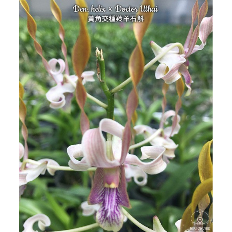 Орхидея Den. Helix × Doctor Uthai - купить, доставка Украина