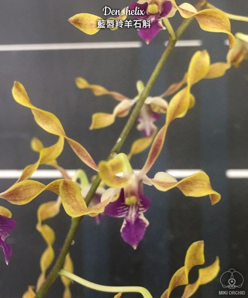 Орхидея Den. Helix - купить, доставка Украина