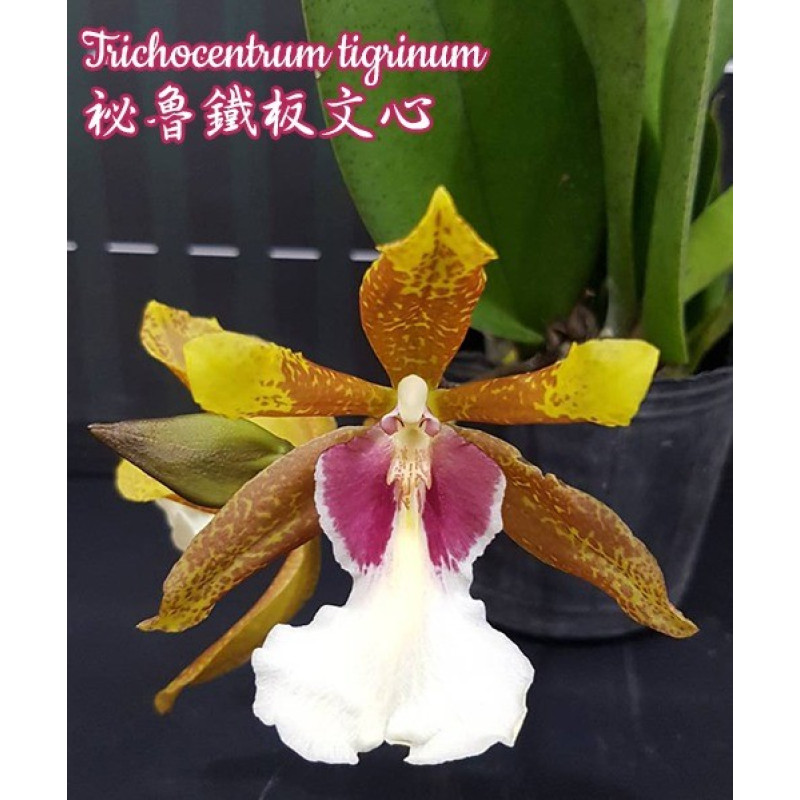 Орхiдея Trichocentrum Tigrinum - купити, доставка Україна