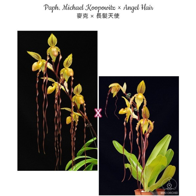 Орхидея Paph. Michael Koopowitz × Angel Hair - купить, доставка Украина