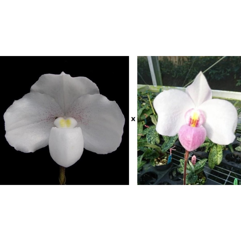 Орхидея Paph. Niveum × Delenatii - купить, доставка Украина