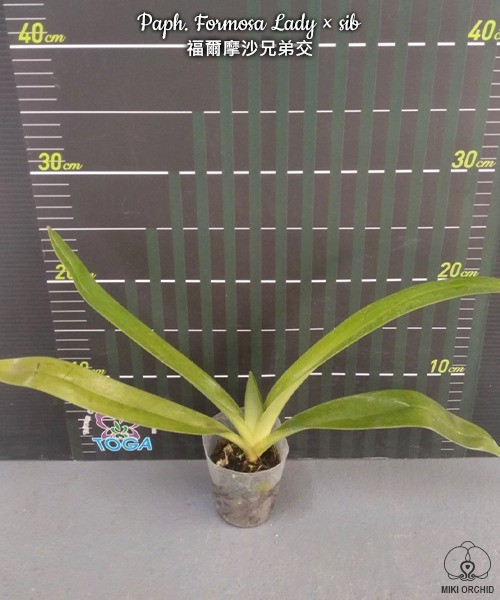 Орхидея Paph. Formosa Lady - купить, доставка Украина