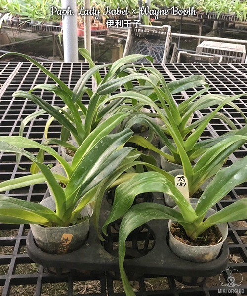 Орхiдея Paph. Lady Isabel × Wayne Booth - купити, доставка Україна