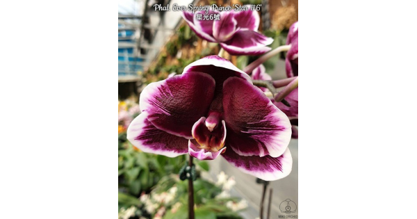 Орхидея Phal. Ever Spring Prince Star 6 - купить, доставка Украина