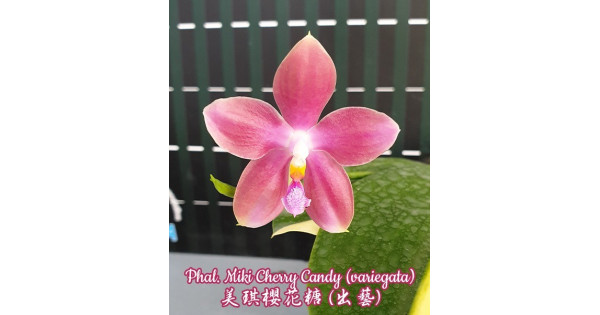 Орхидея Phal. Miki Cherry Candy - купить, доставка Украина