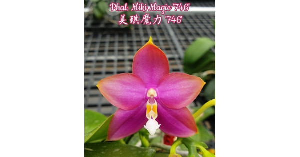 Орхидея Phal. Miki Magic 746 - купить, доставка Украина