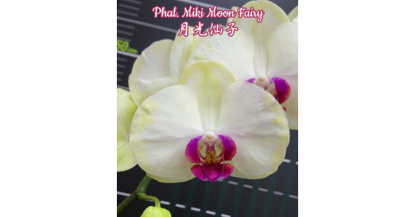Орхiдея Phal. Miki Moon Fairy - купити, доставка Україна
