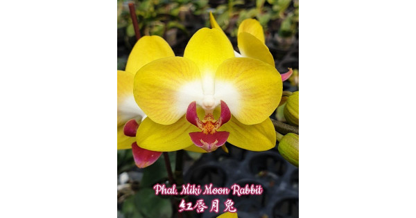 Орхидея Phal. Miki Moon Rabbit - купить, доставка Украина
