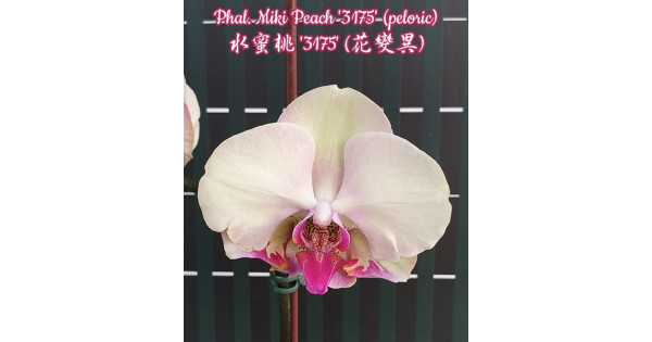 Орхидея Phal. Miki Peach 3175 - купить, доставка Украина