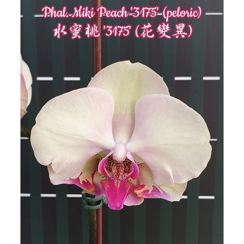 Орхидея Phal. Miki Peach 3175 - купить, доставка Украина