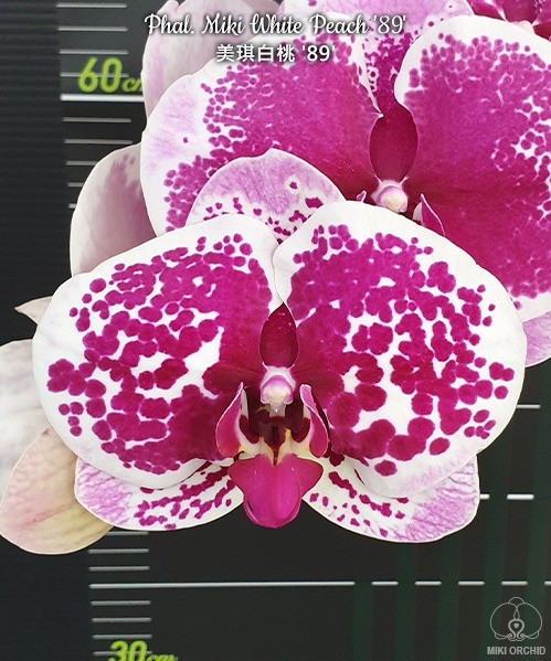 Орхiдея Phal. Miki White Peach 89 - купити, доставка Україна
