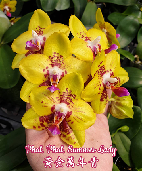 Орхидея Phal. Summer Lady - купить, доставка Украина