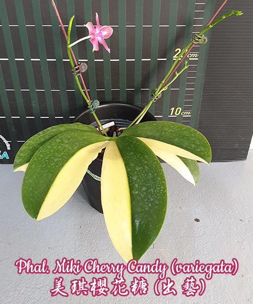 Орхидея Phal. Miki Cherry Candy - купить, доставка Украина