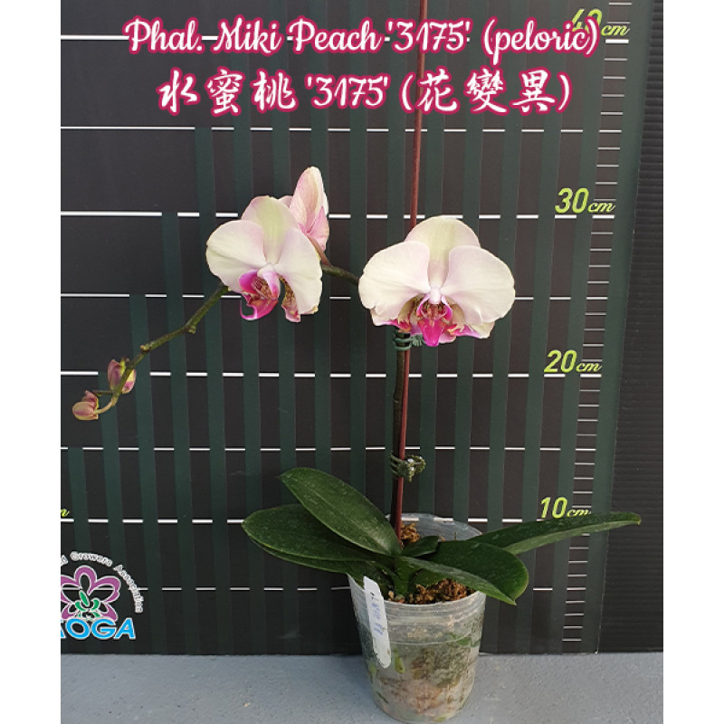 Орхидея Phal. Miki Peach 3175 - купить, доставка Украина